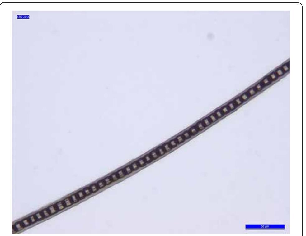 Sample b7. example of uniserial ladder medulla pattern.