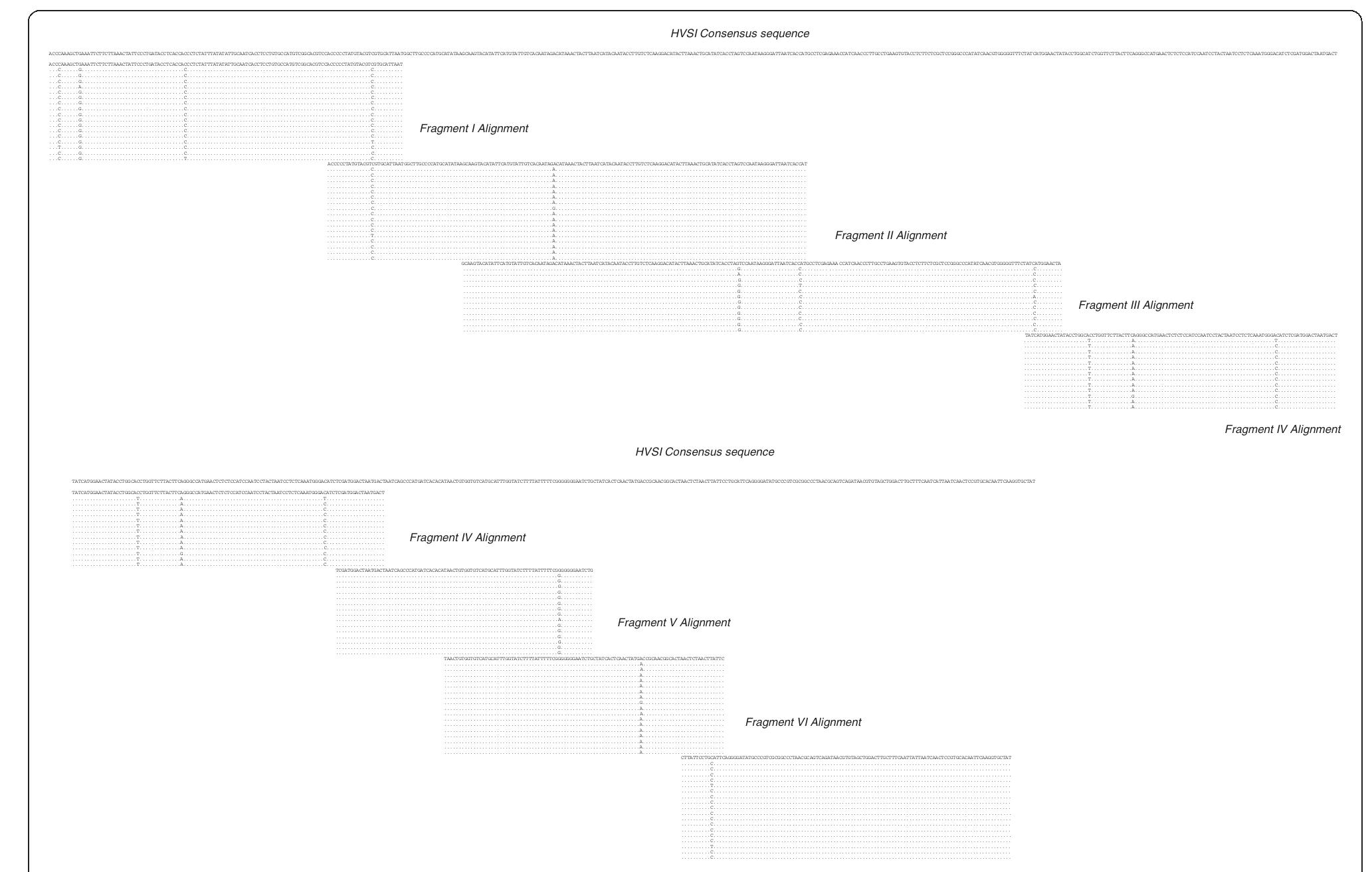 Alignment of hvs-i amplicons from the cloning of sample a2.