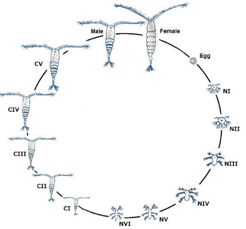 3: life cycle of copepods. copepods only re- produce