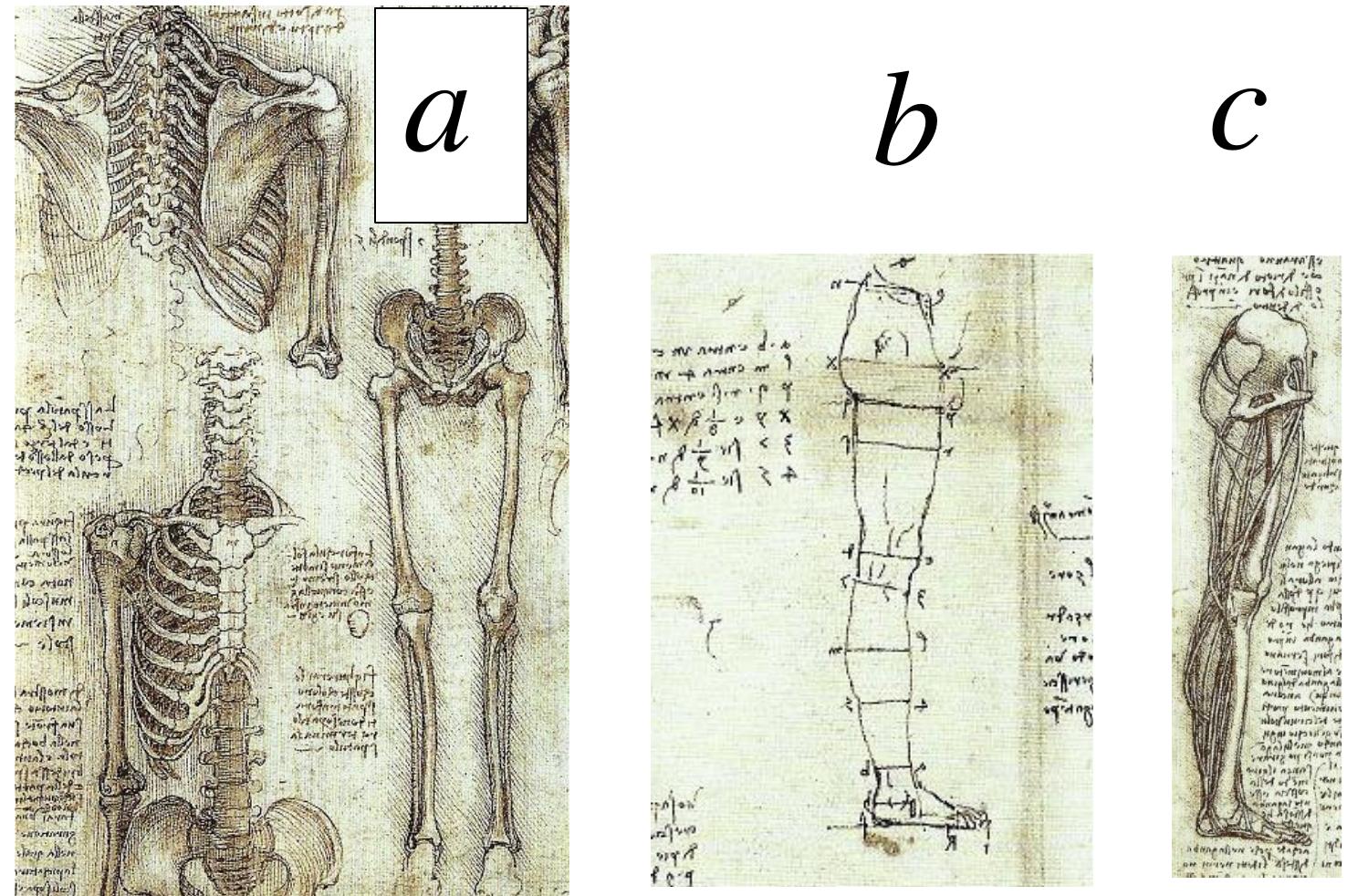 Figure 7 - from The Vitruvian Man of Leonardo da Vinci: