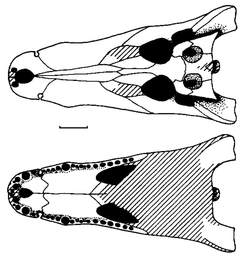 , reconstruction of the skull of australesuchus clarkae in
