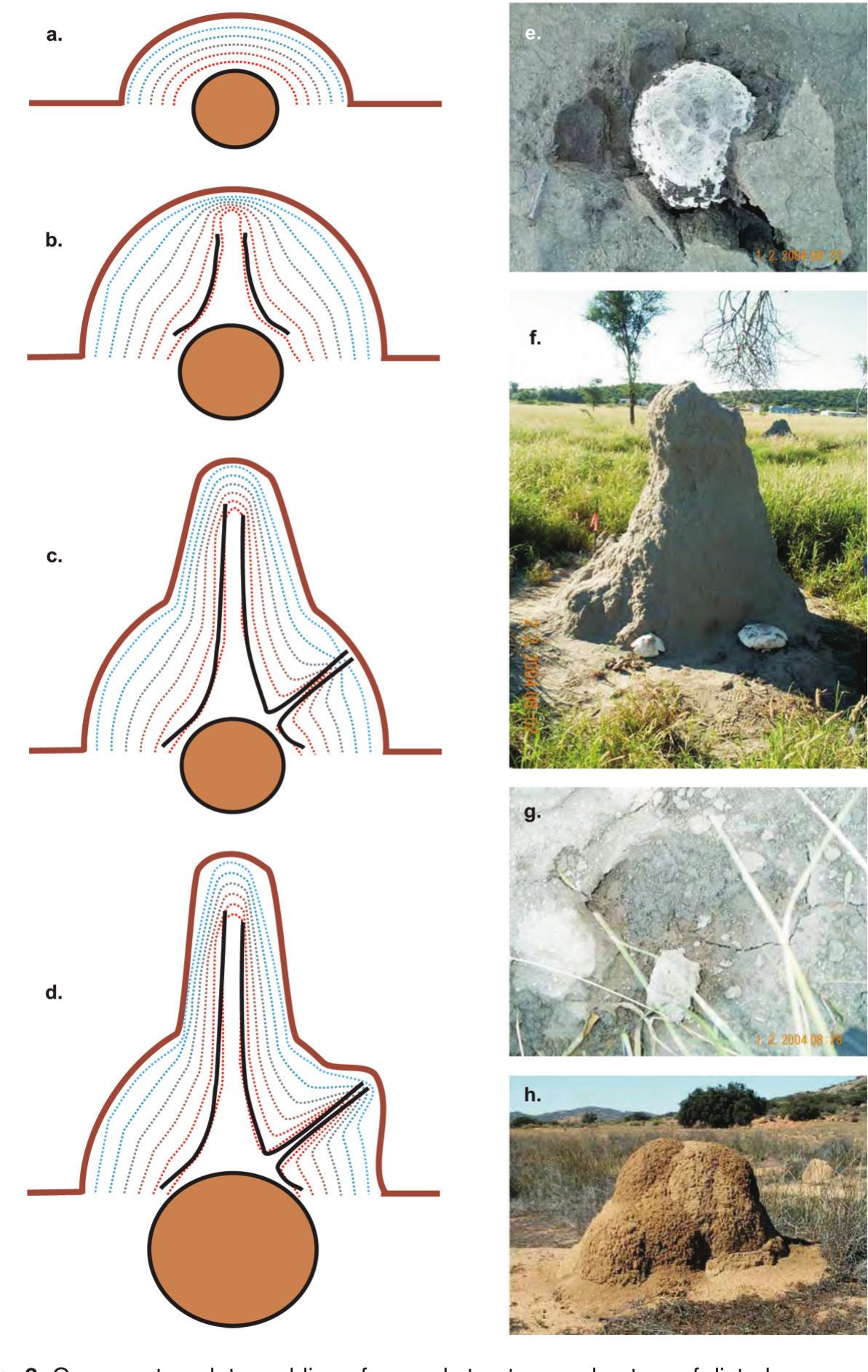 Figure 3 - Extended Physiology of an Insect-Built Structure