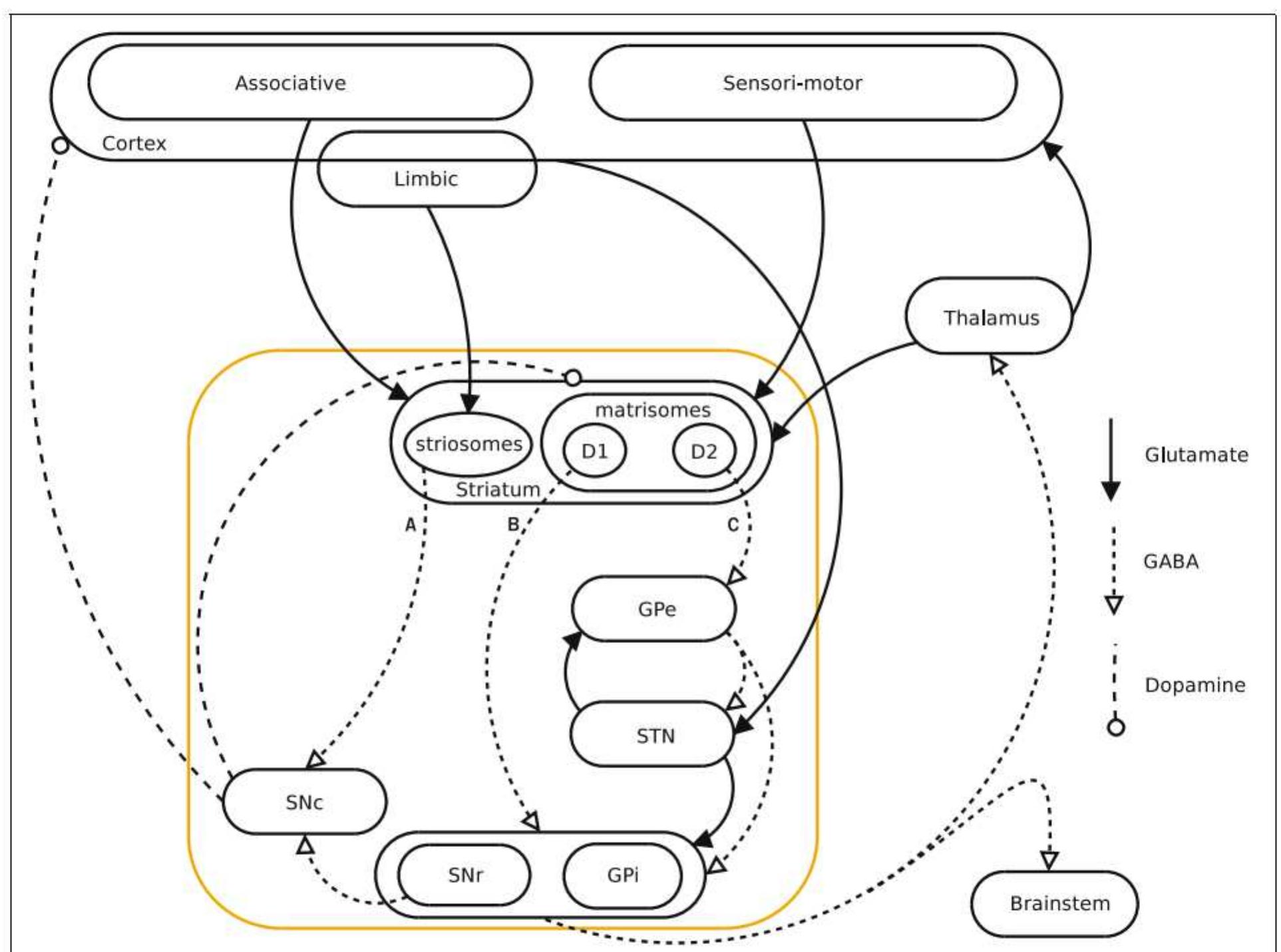 | simplified diagram of the cortico-basal