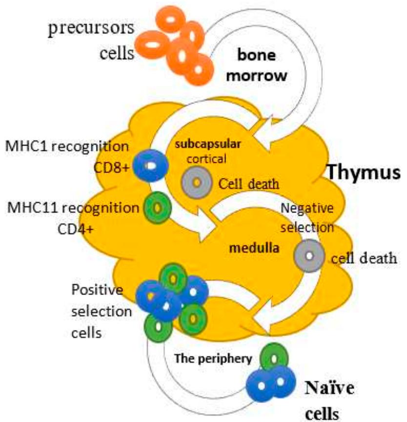 Overall role of the thymus gland in the development of t