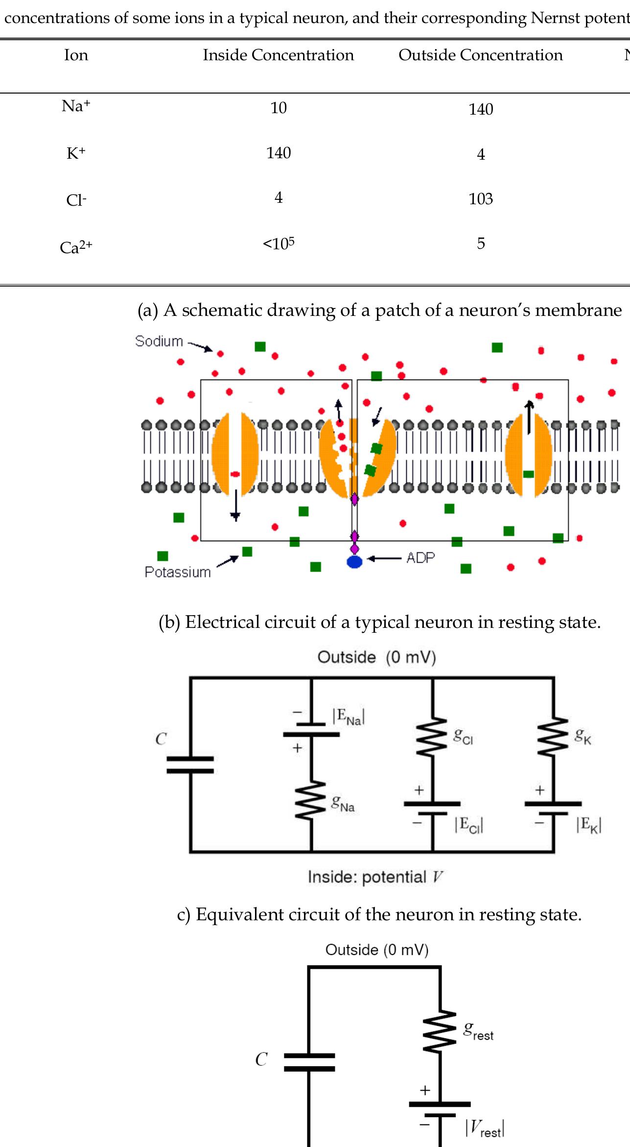 3 : (a) a schematic drawing of a patch of a neuron’s