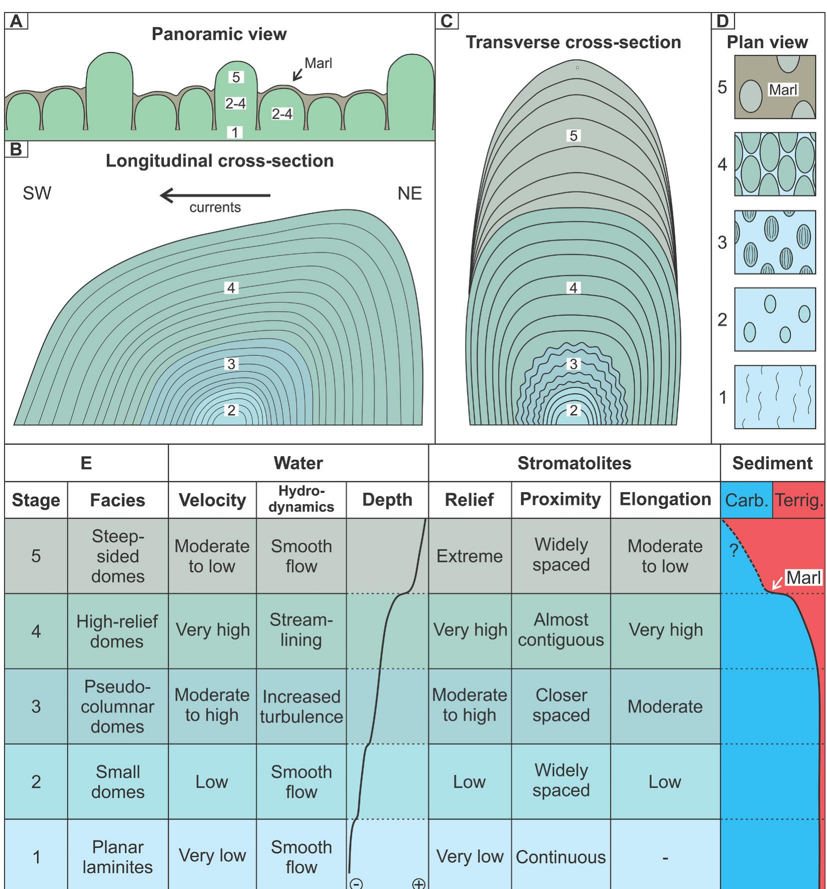 Model showing the distinct stages of stromatolite growth.