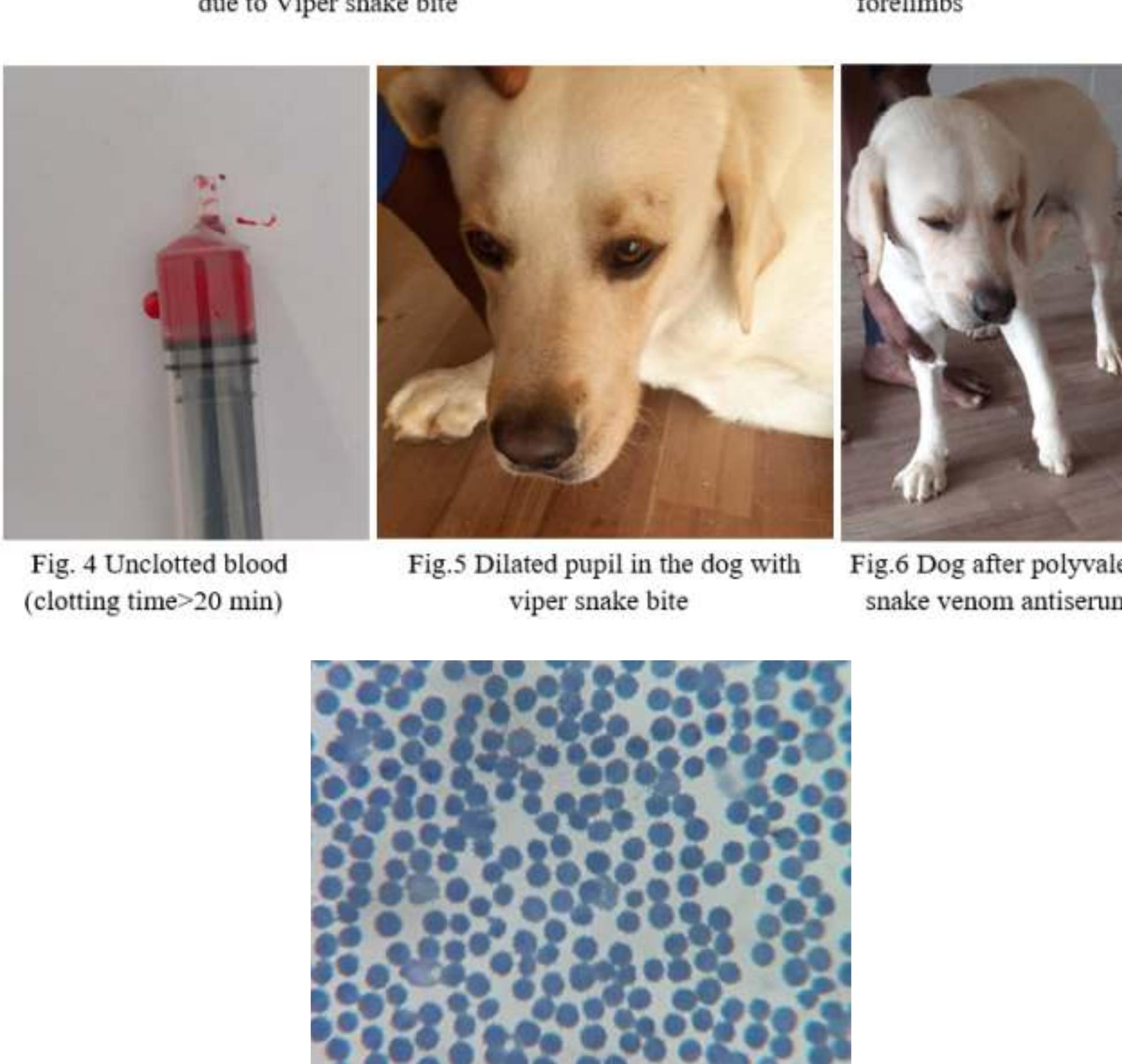 Echinocytes in the blood smear of the dog with snake