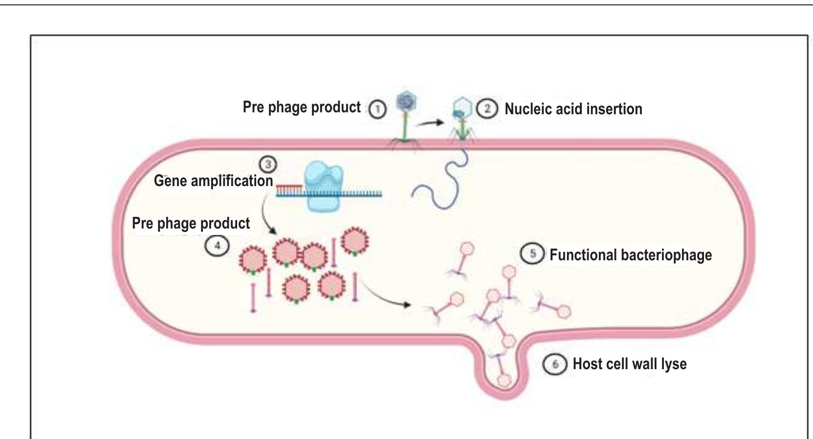 The life cycle of bacteriophage inside the bacteria to