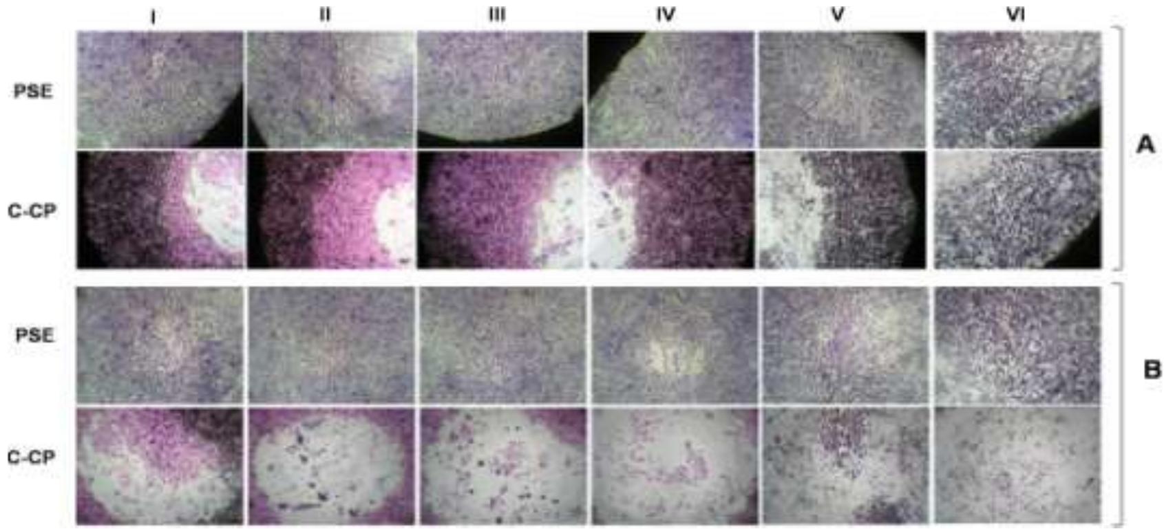 Morphological observation of the wounded edge and centre of