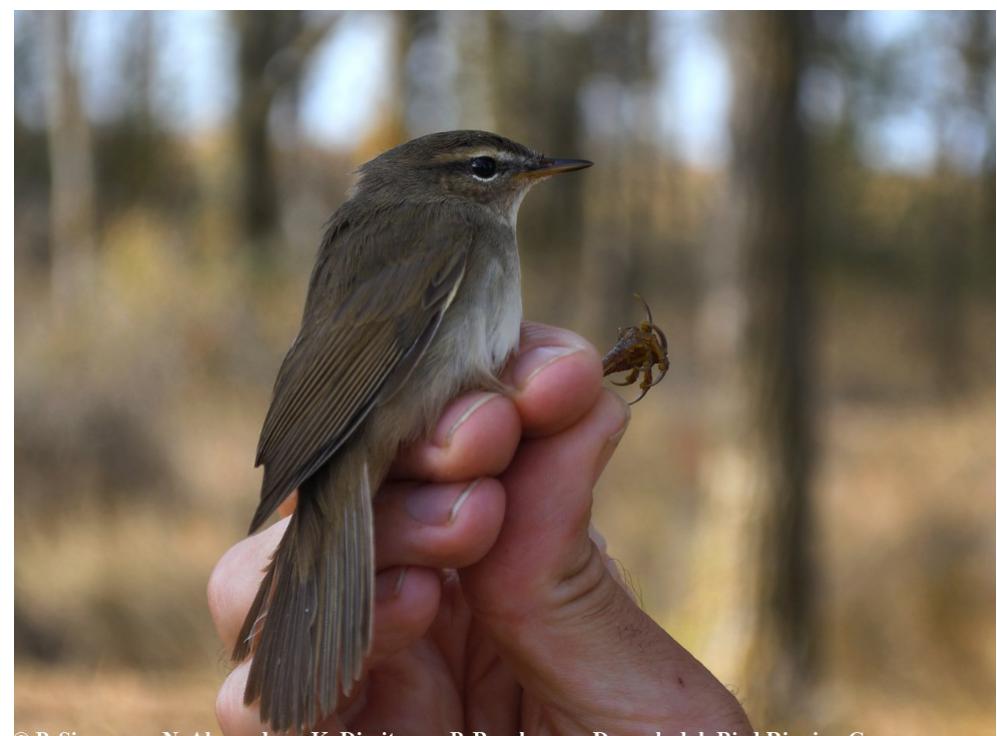 Figure 3 - Vagrant species of birds captured at Durankulak