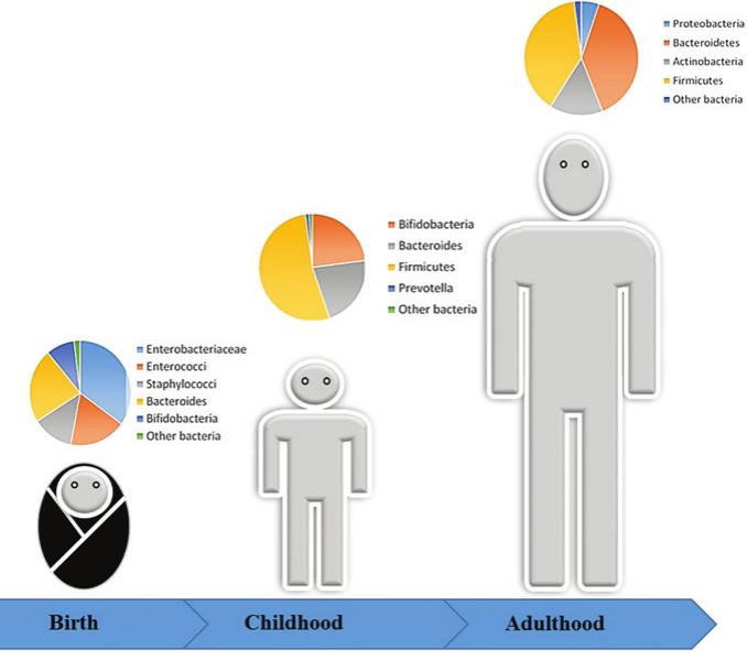 Intestinal microbiota in birth, childhood and adulthood.