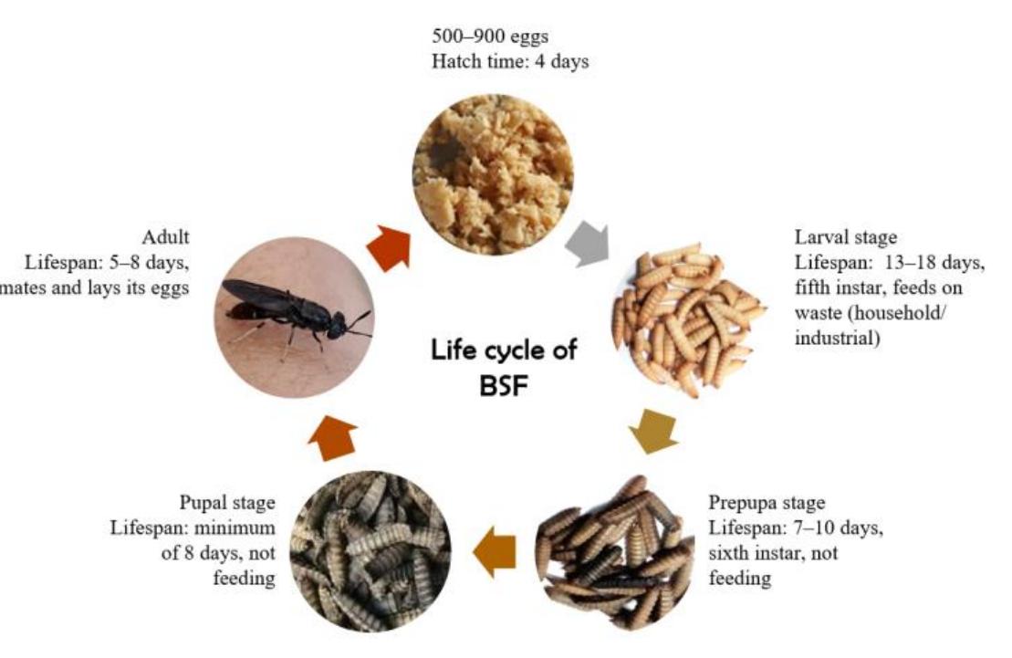 The life cycle of bsf [46]. bsf is a tropical fly species