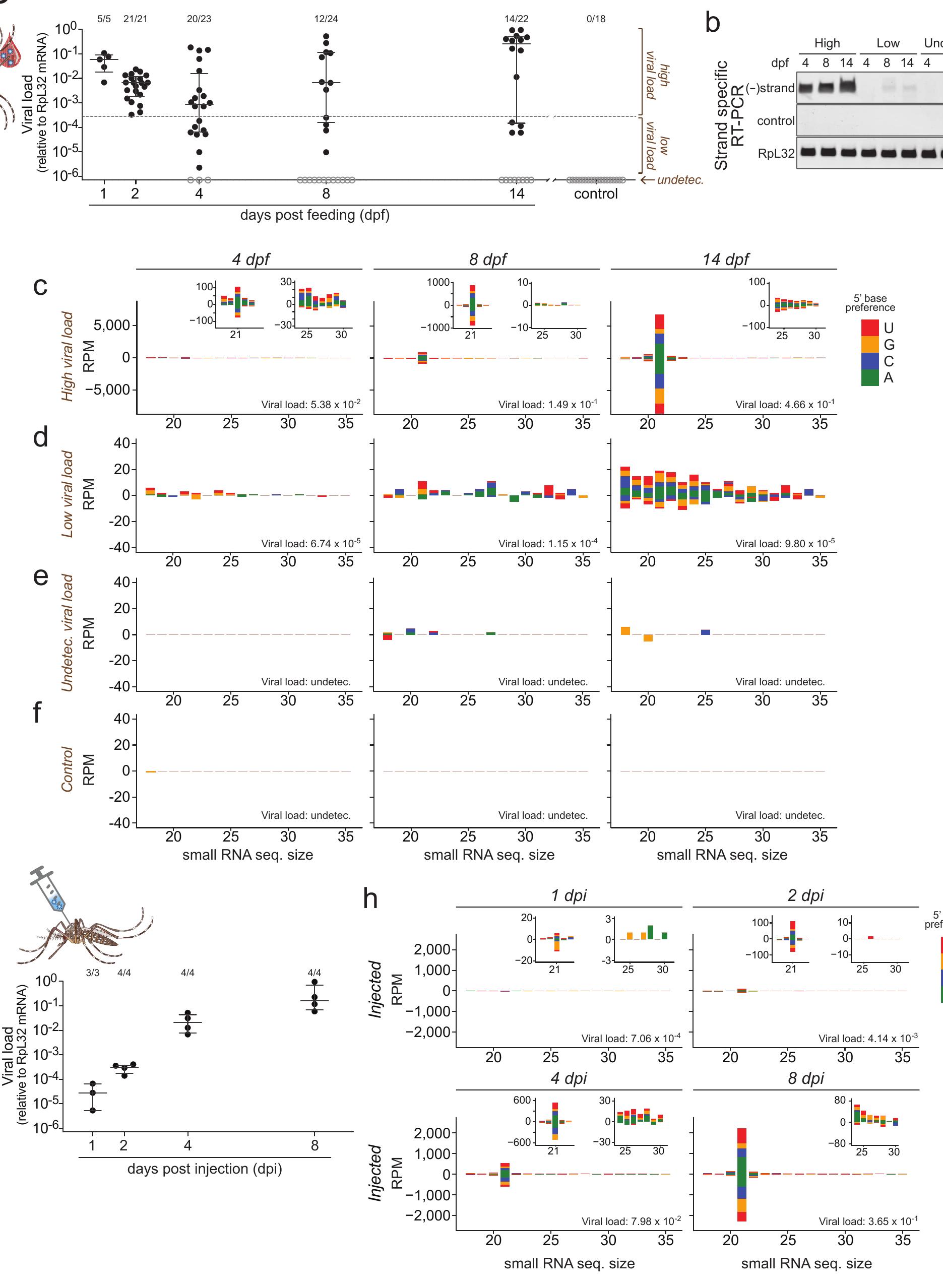 Figure 1 - Control of dengue virus in the midgut of Aedes