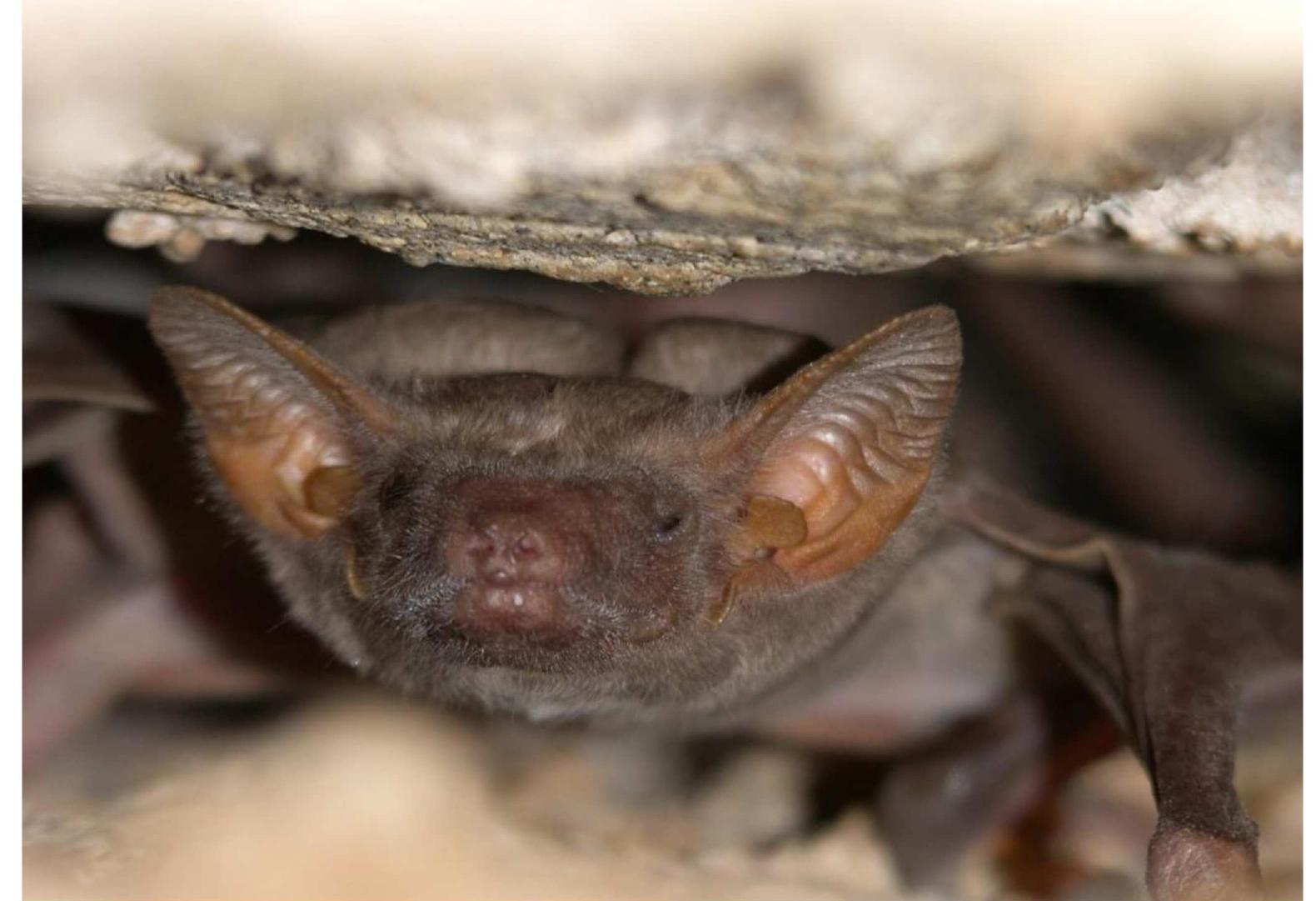 Naked-bellied tomb bat, taphozous nudiventris (photo by a.