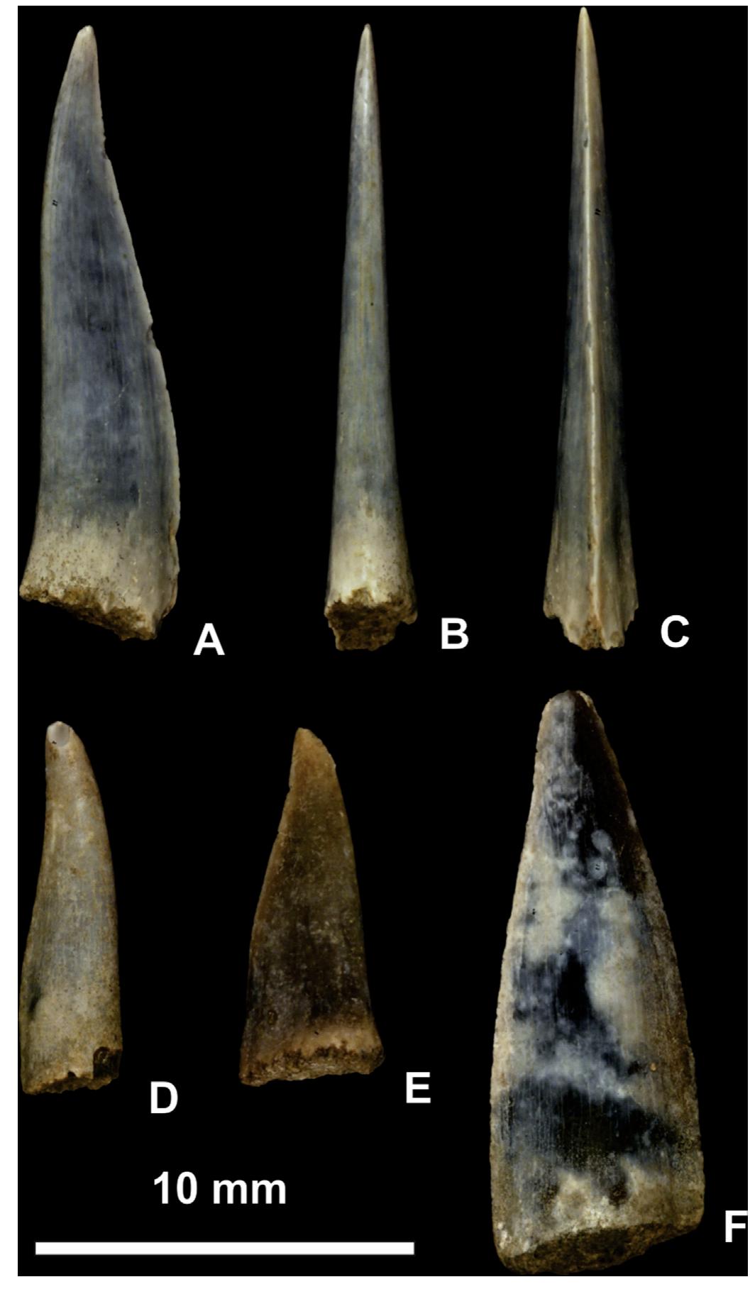 Teeth of enchodus sp. (mlp12-xi-29-43) in lateral (a),