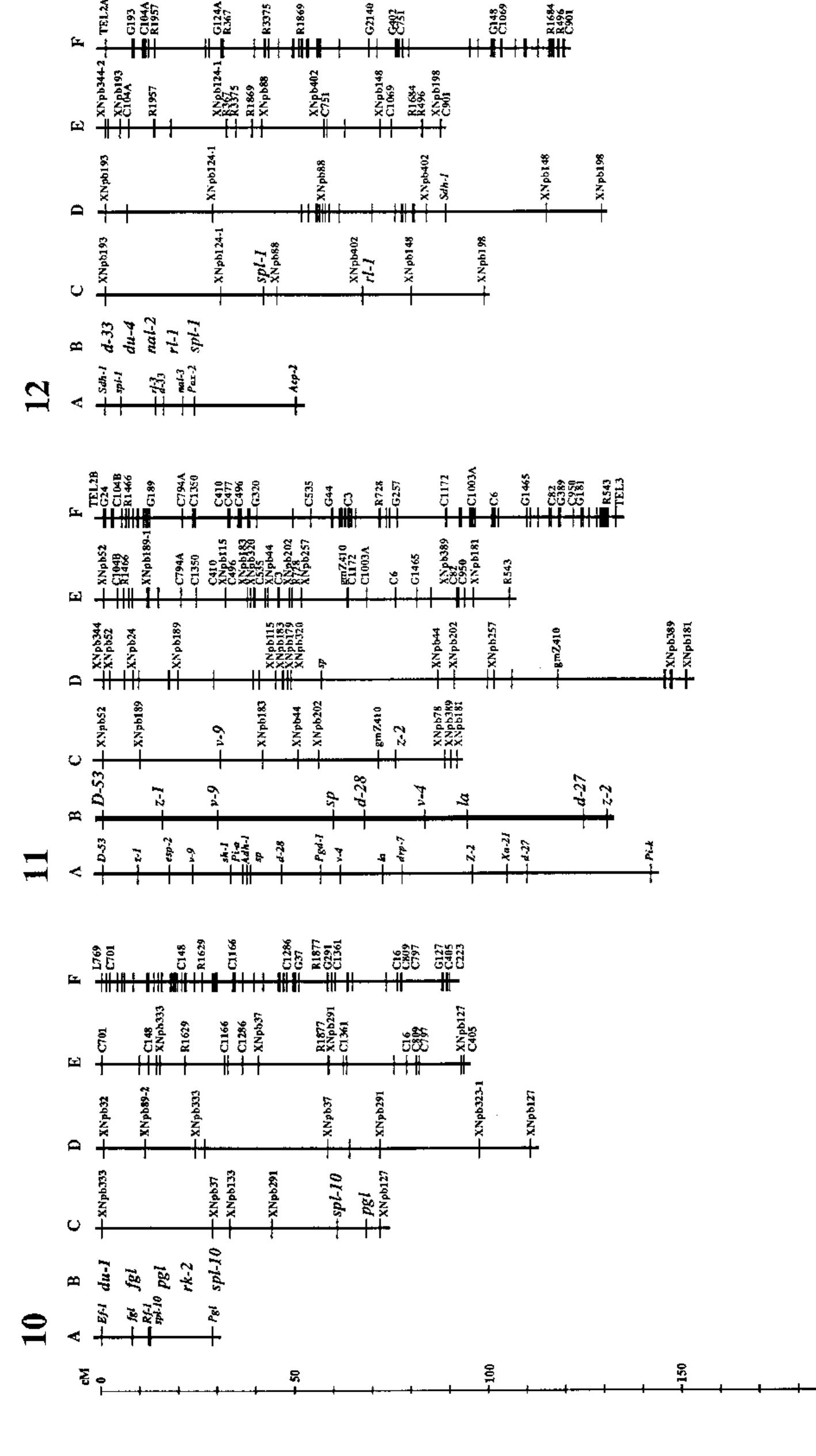 Figure 4 - Linkage map of phenotype and RFLP markers in rice