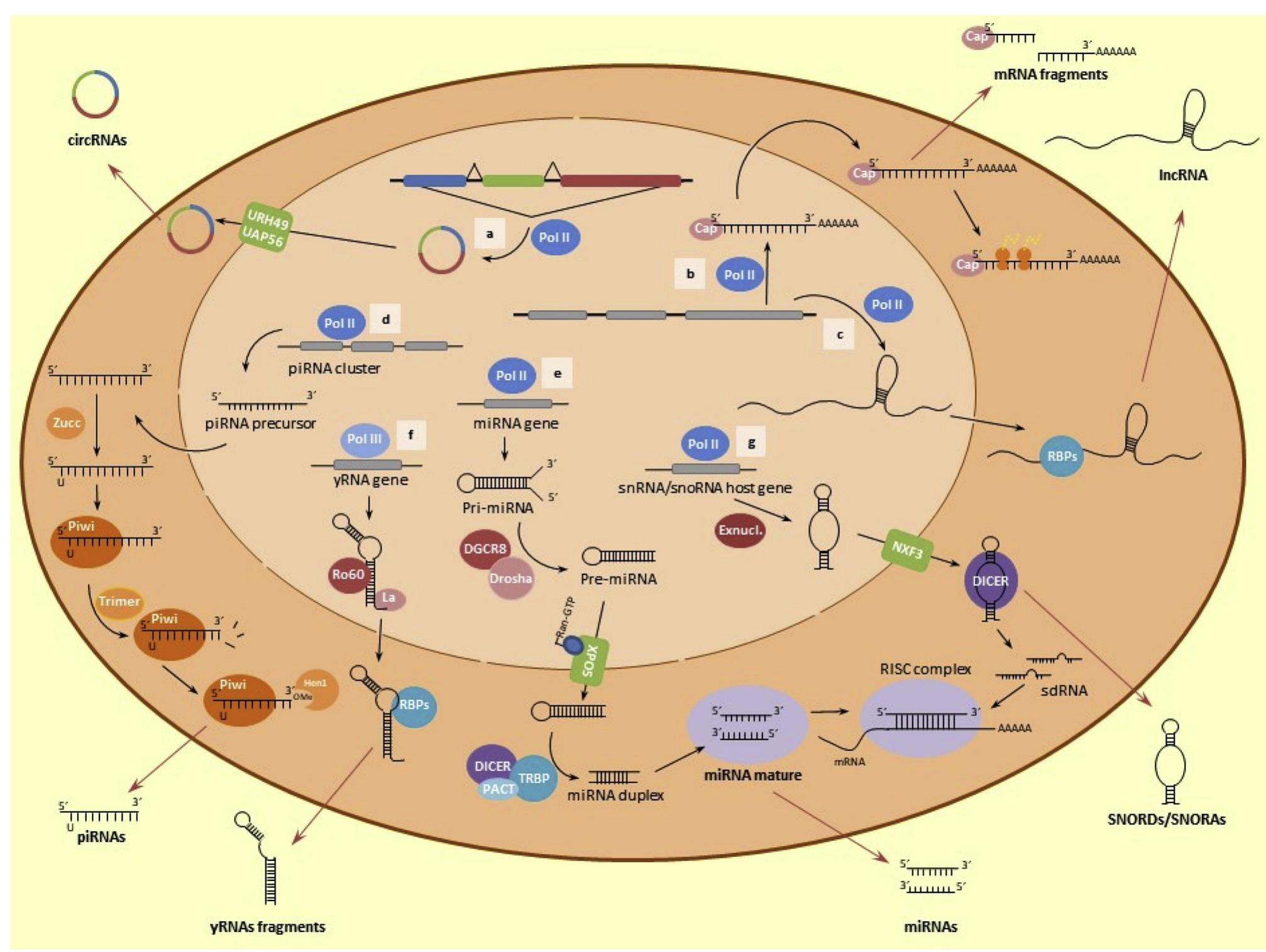 Schematic diagram showing the different classes of rna found