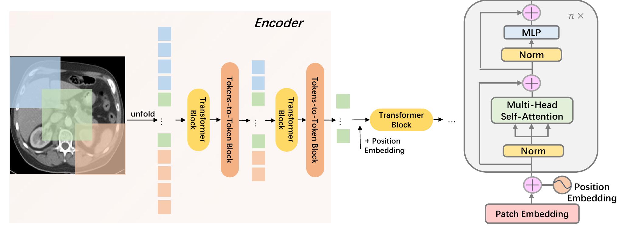 (a) the encoder shows the progressive tokenization process.