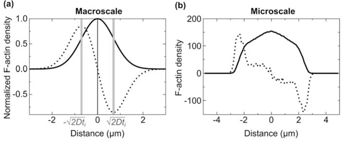 Connection between macroscale deterministic and microscale