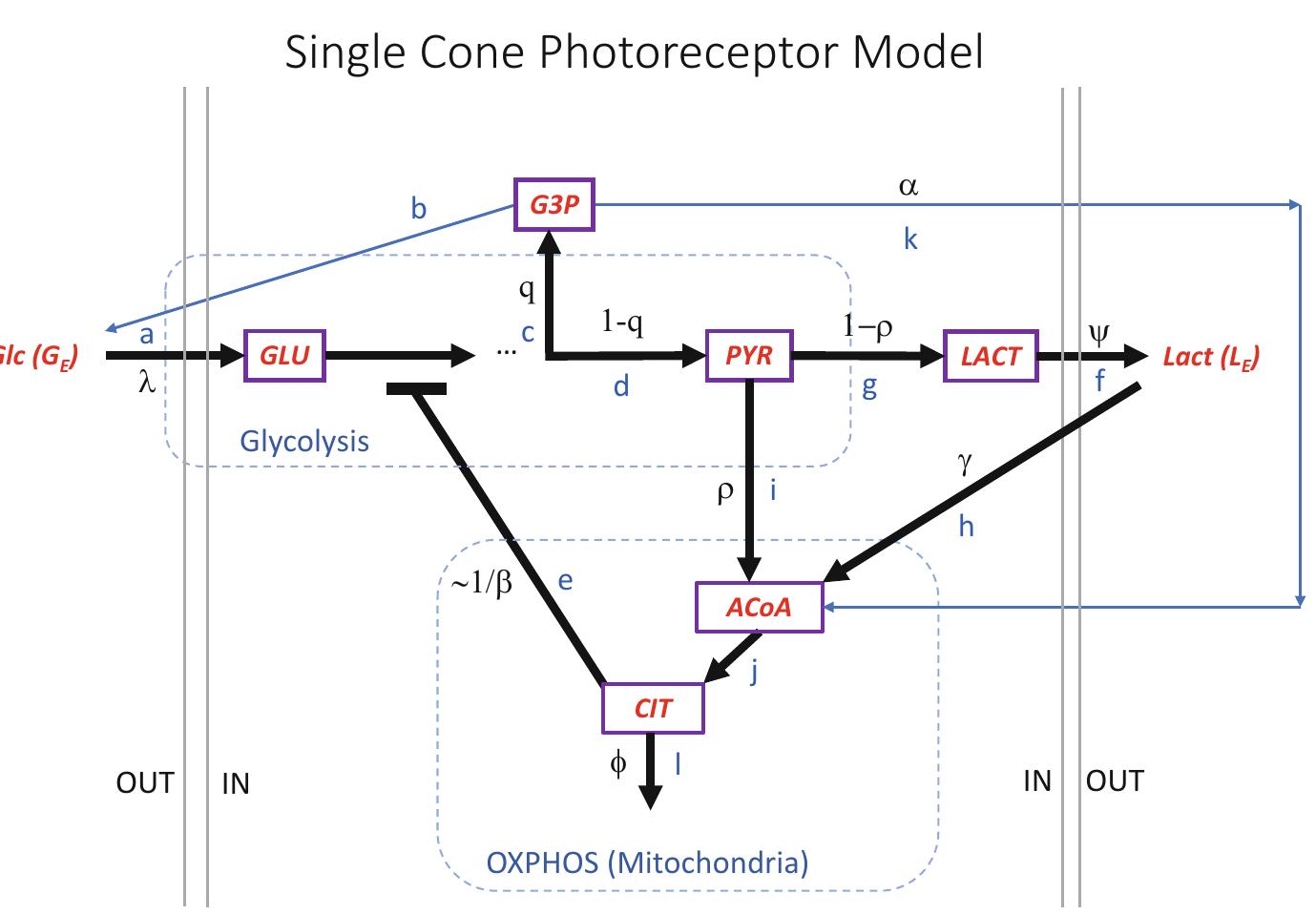 Flow diagram of the key metabolic pathways within a single