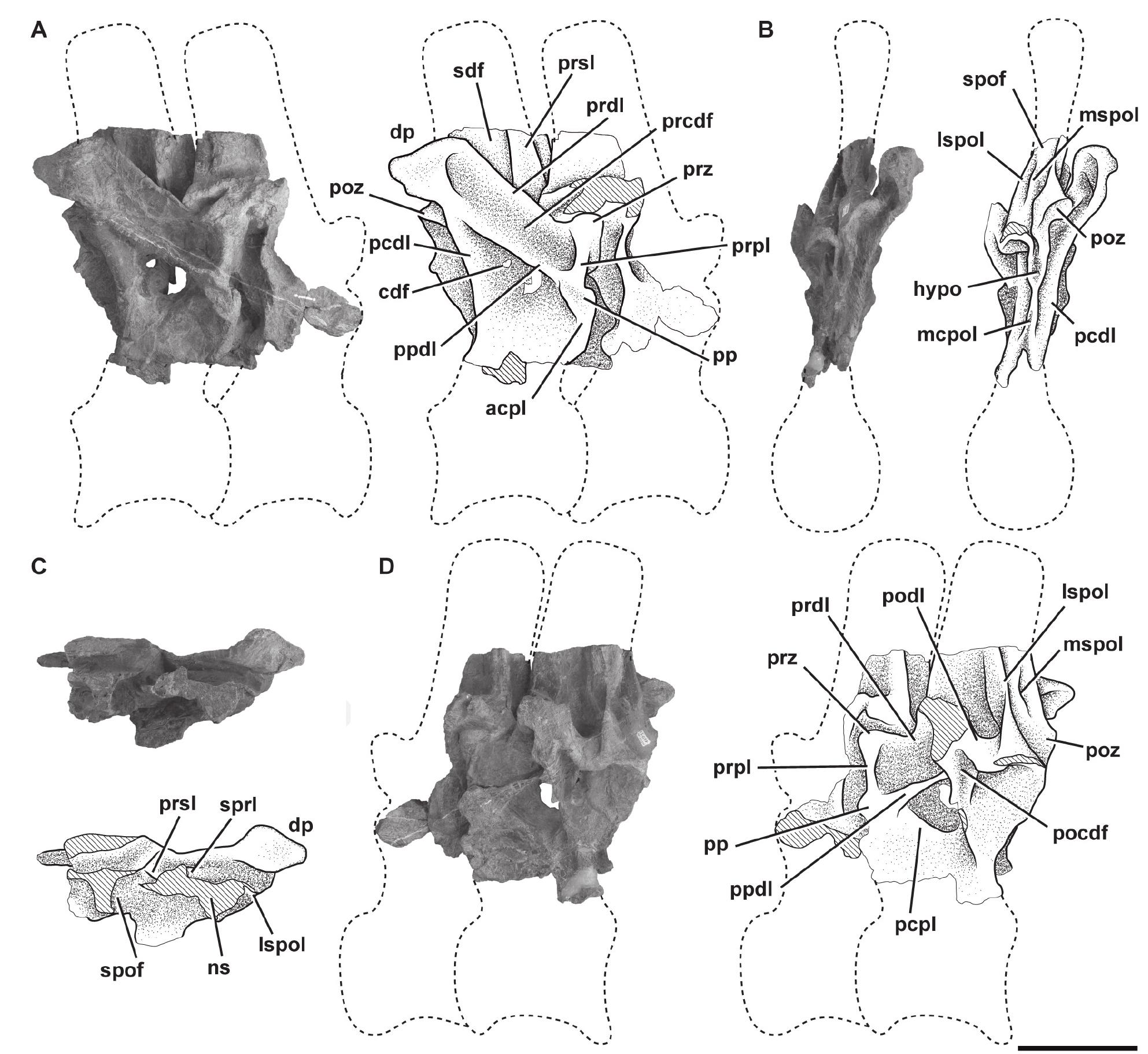 Middle-posterior dorsal neural arches of bagualia alba