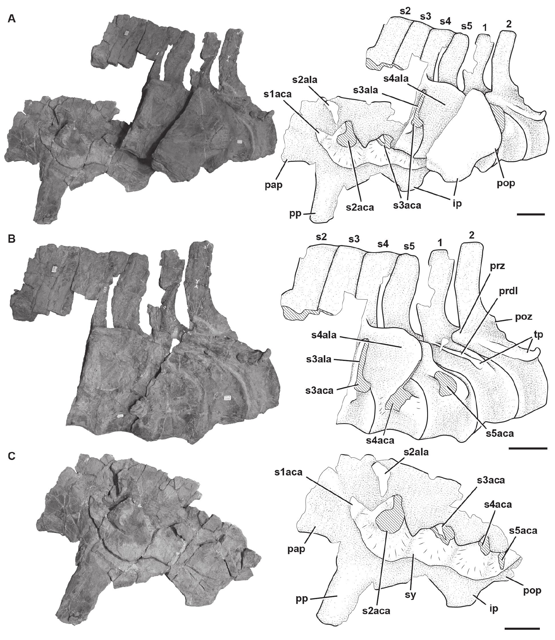 Articulated sacrum and first caudal vertebrae of bagualia