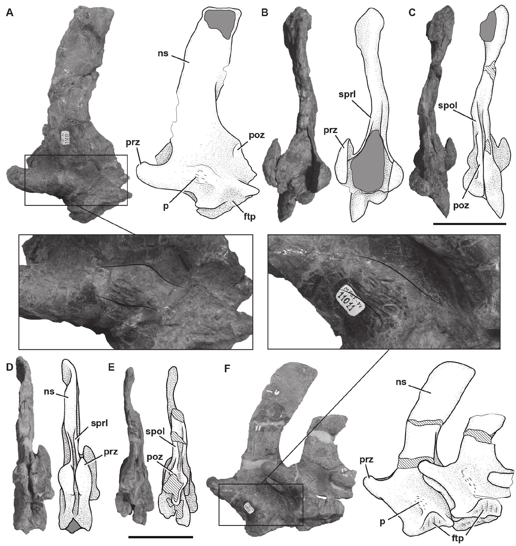 Anterior caudal neural arches of bagualia alba (mpef-pv