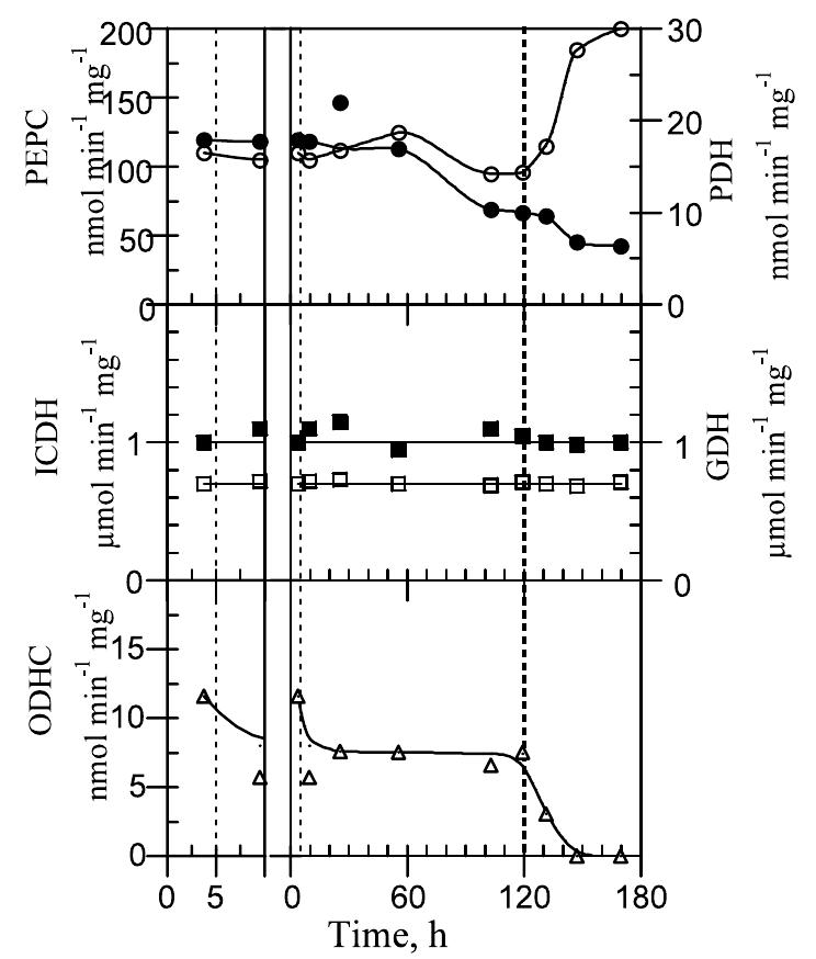 Evolution of enzyme activities c. glutamicum 2262 cultured
