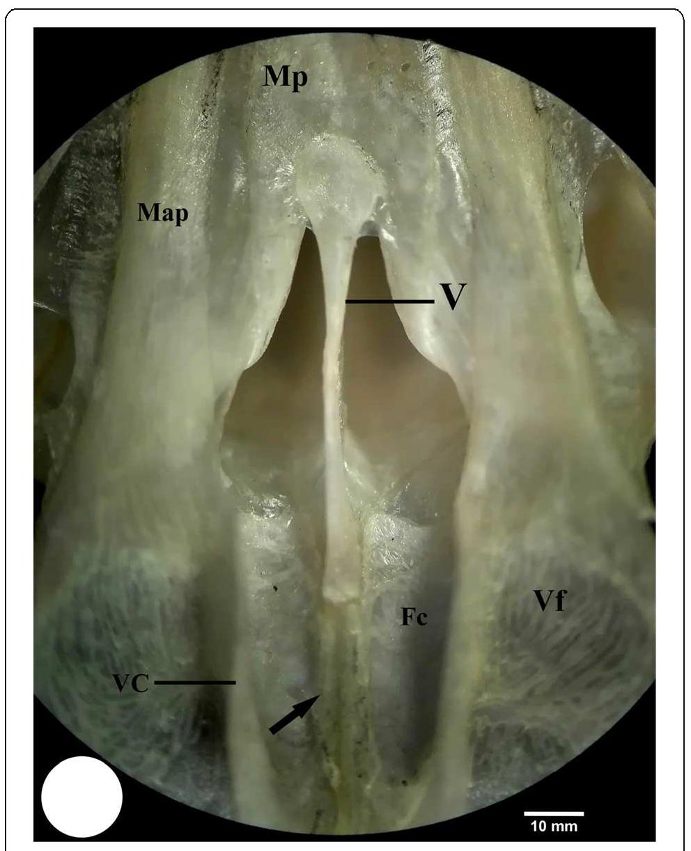 High magnification of ventral surface of skull of kestrel