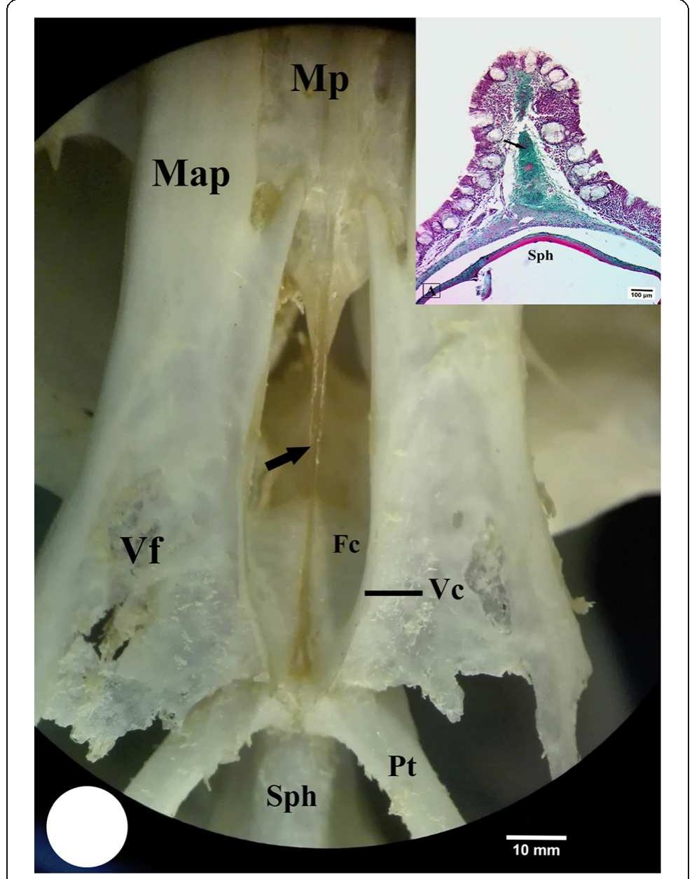 High magnification of ventral surface of skull of hoopoe