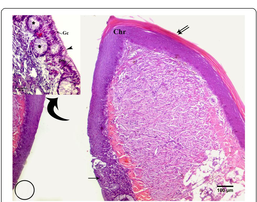 Photomicrograph of a transverse section of kestrel shows the
