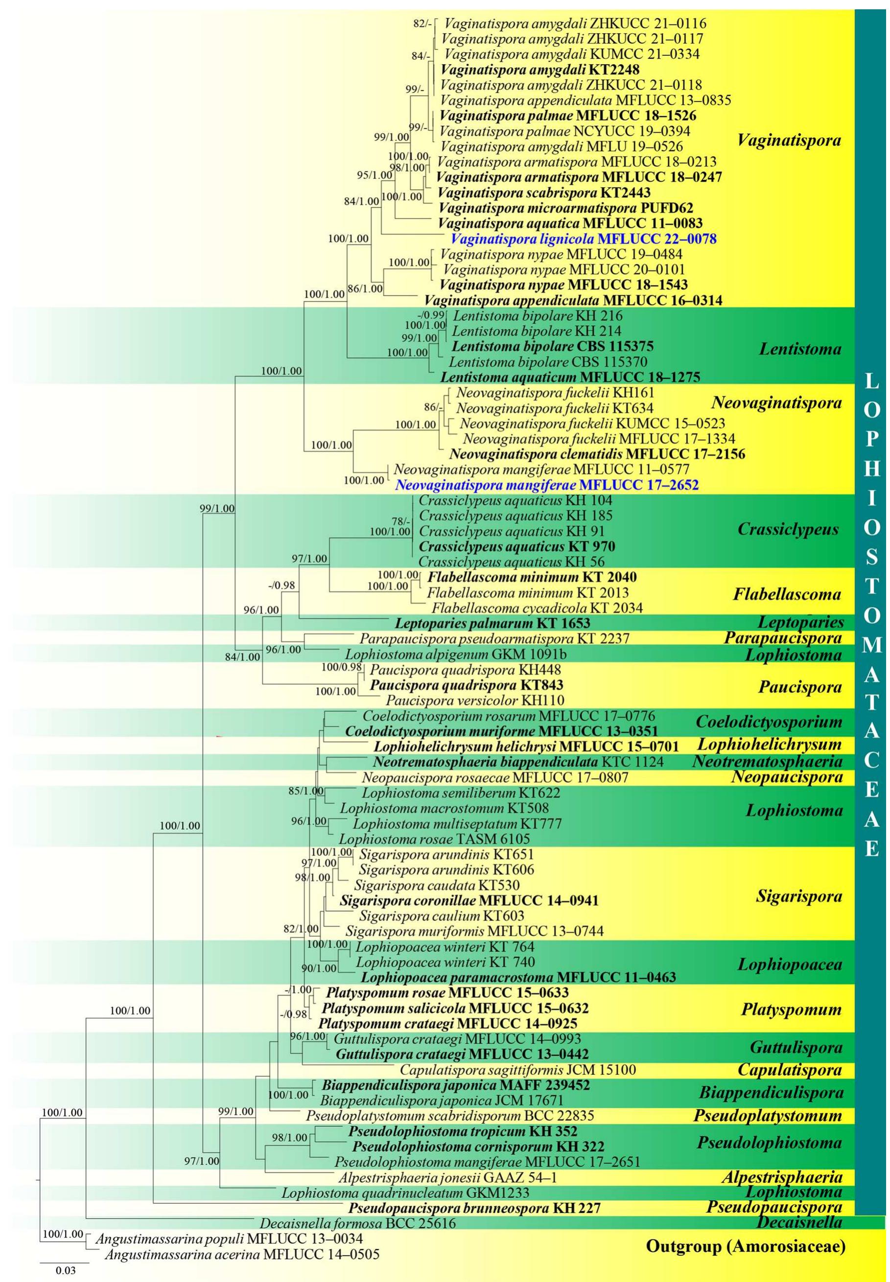 Figure 28 - Fungal diversity notes 1512–1610: taxonomic and