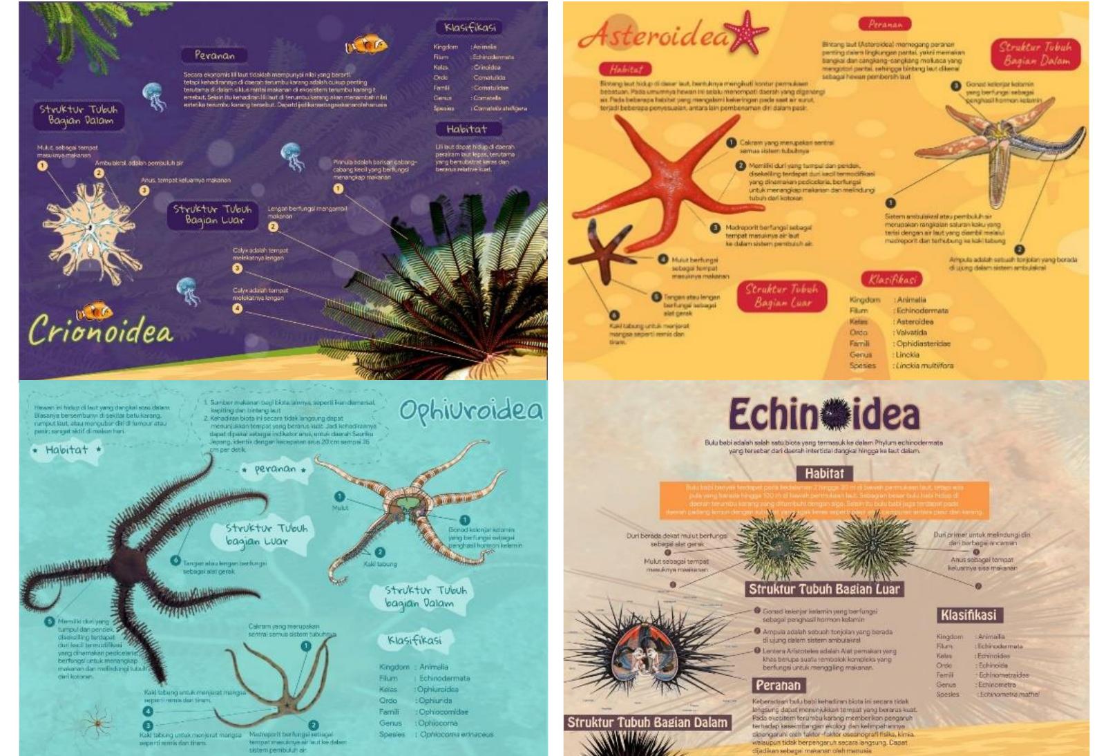 Teaching materials media infographics phylum echinoderm