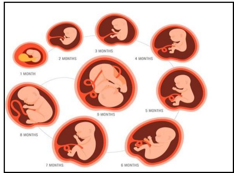 No.01 fetal growth and development chart