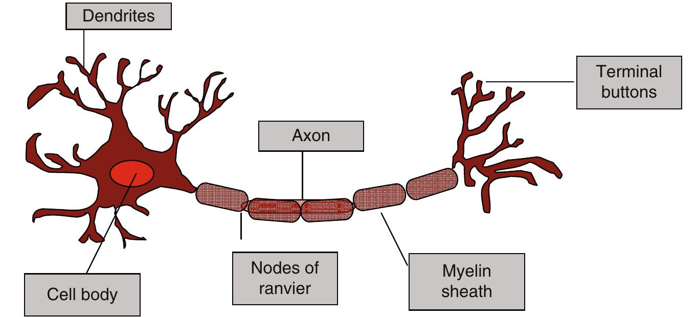 Axon. fig. 1 the components of a neuron featuring the axon.