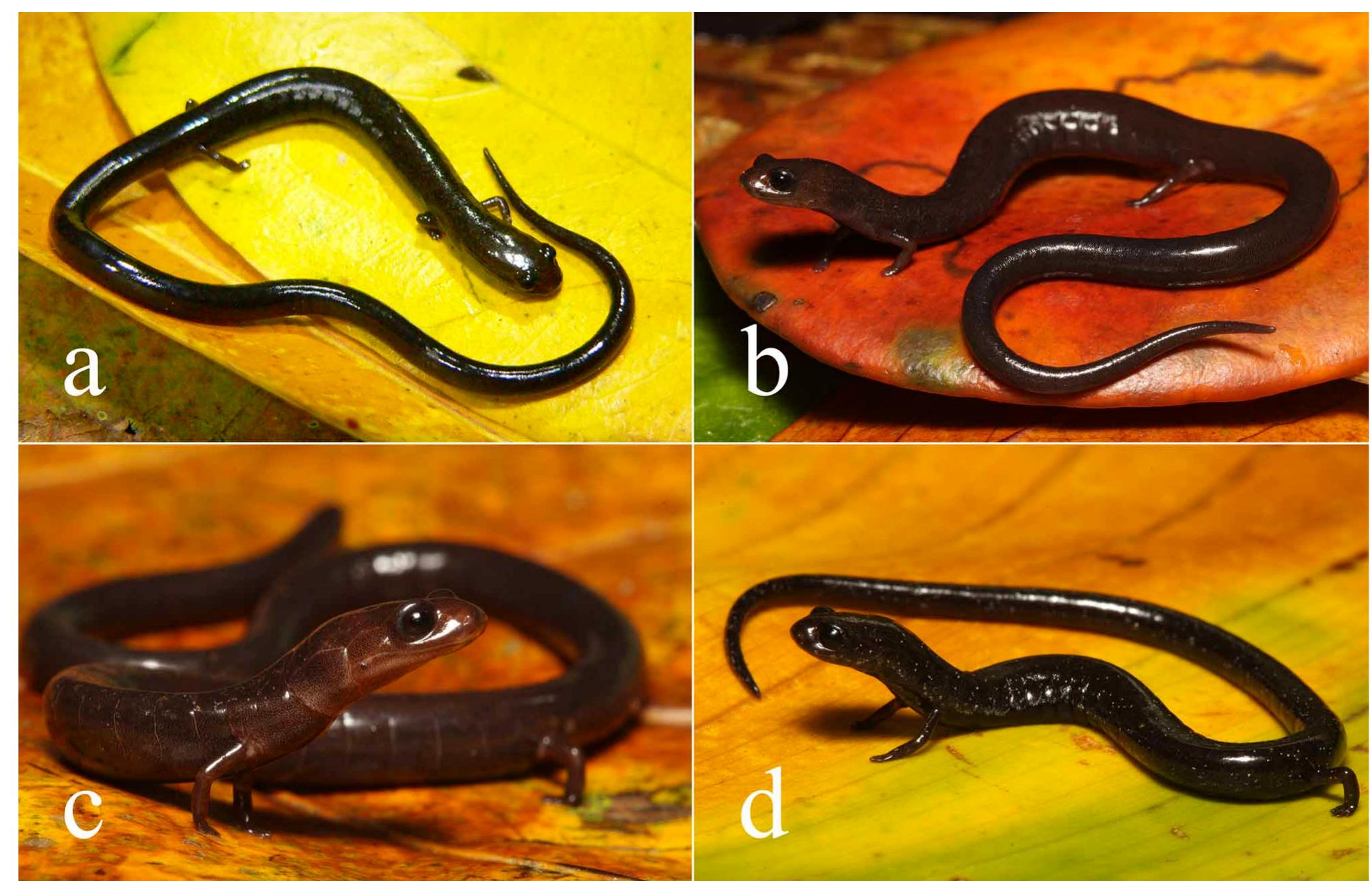 (PDF) A new species of worm salamander (Caudata: Plethodontidae ...