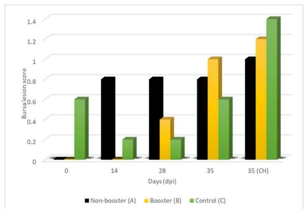 Bursa lesion score of arbo acres broiler chickens inoculated