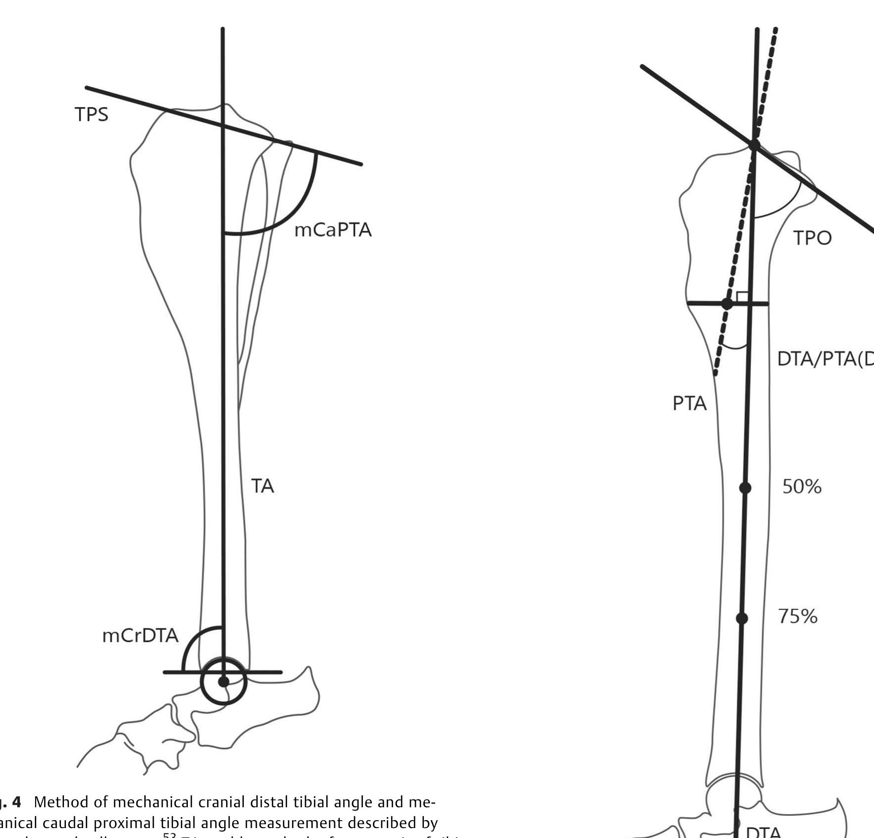 Figure 4 - The Role of Tibial Plateau Angle in Canine