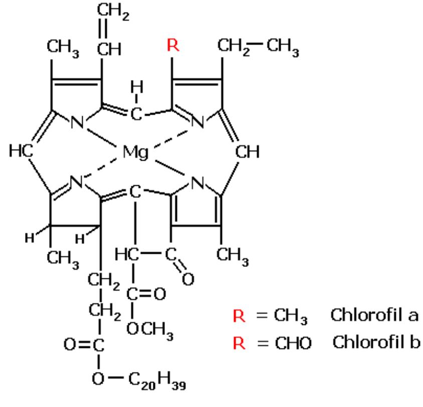 Differences between the structure of chlorophyll a and b [6]