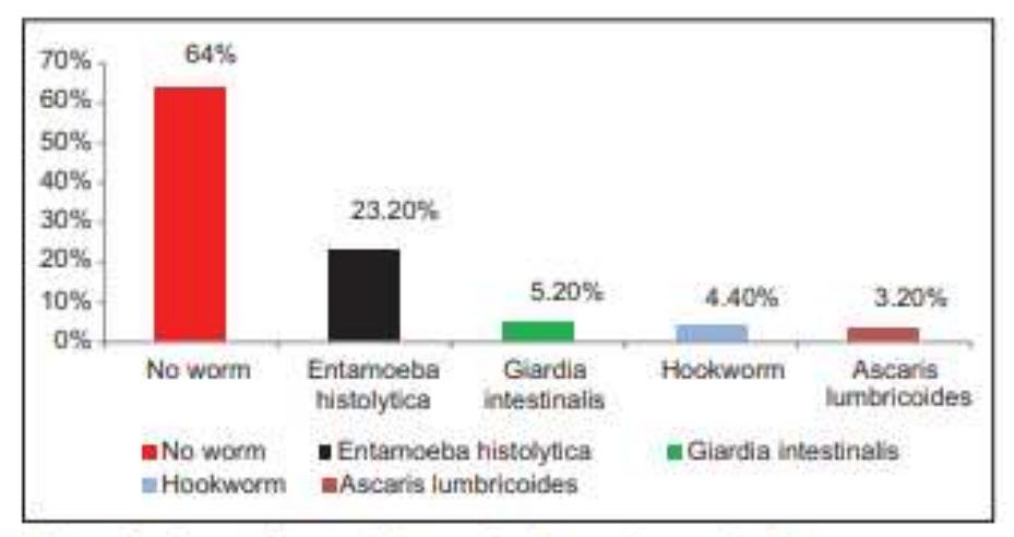 Type of intestinal parasite in stool examination
