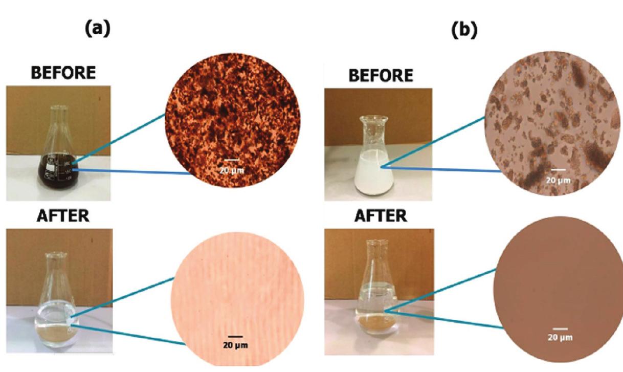 Microscopic images of (a) animal pond wastewater and (b)