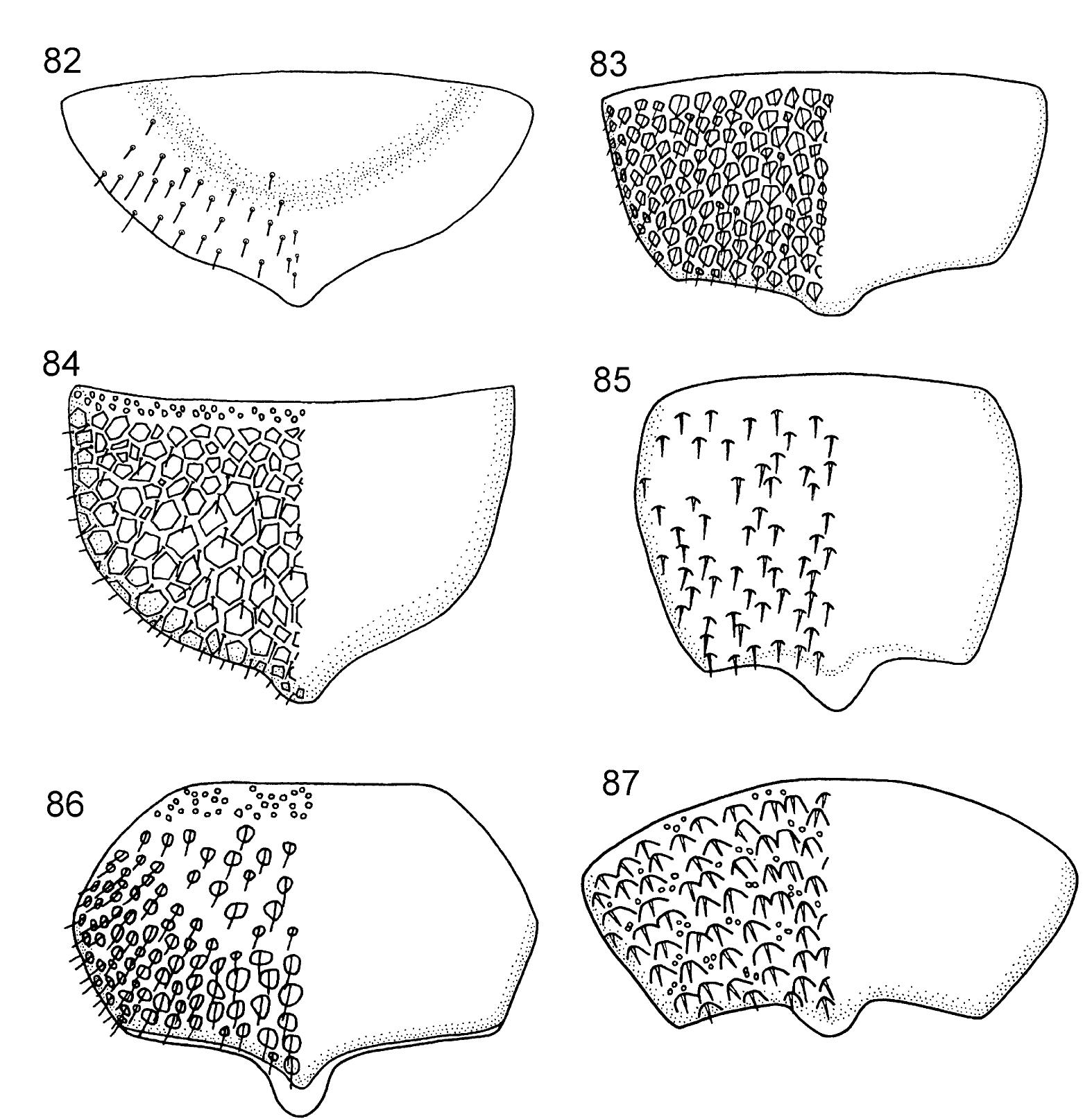 S 82-87. eighth female abdominal tergum, dorsal view. 82.