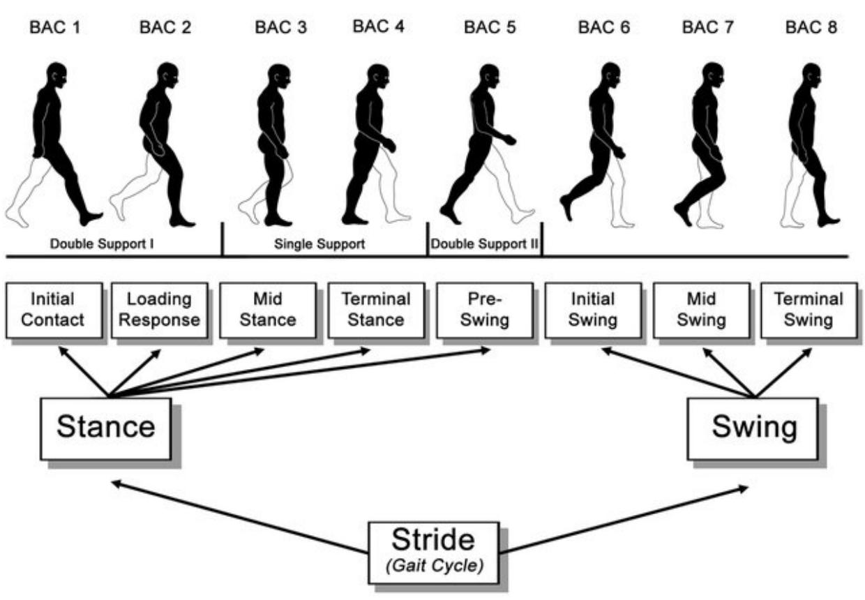 10: sub-phases of gait: this figure show the sup-phases of