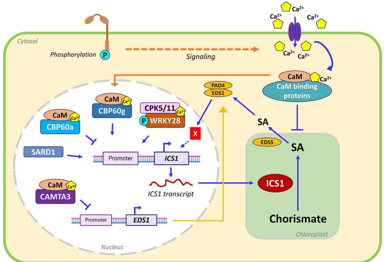 Figure 1 - from Salicylic acid (SA)-mediated plant immunity