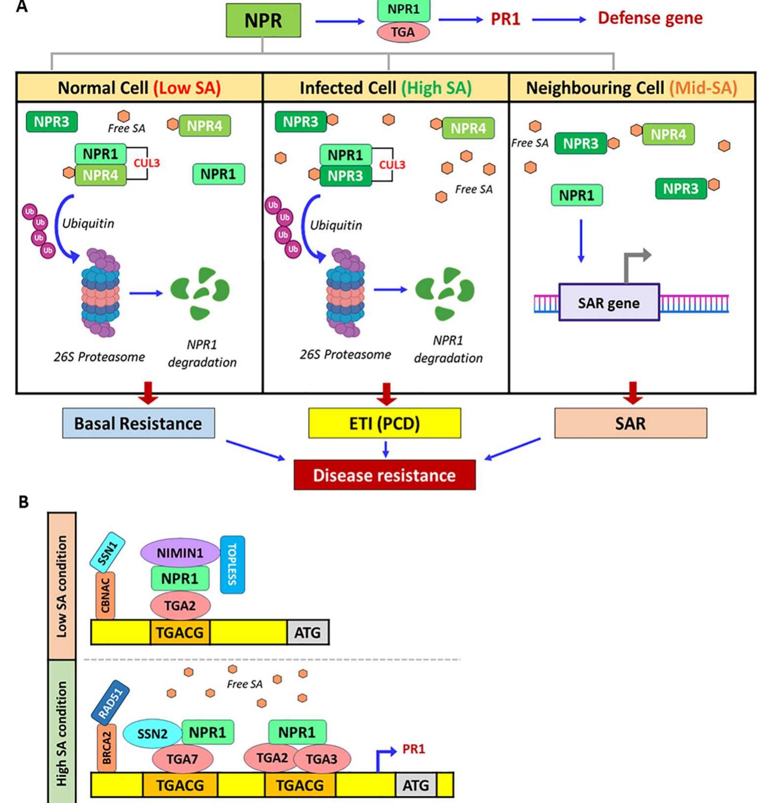 The activity of npr in response to sa for plant immunity.