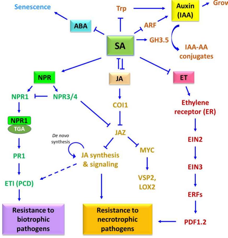 Flowchart showing the interaction of sa with other