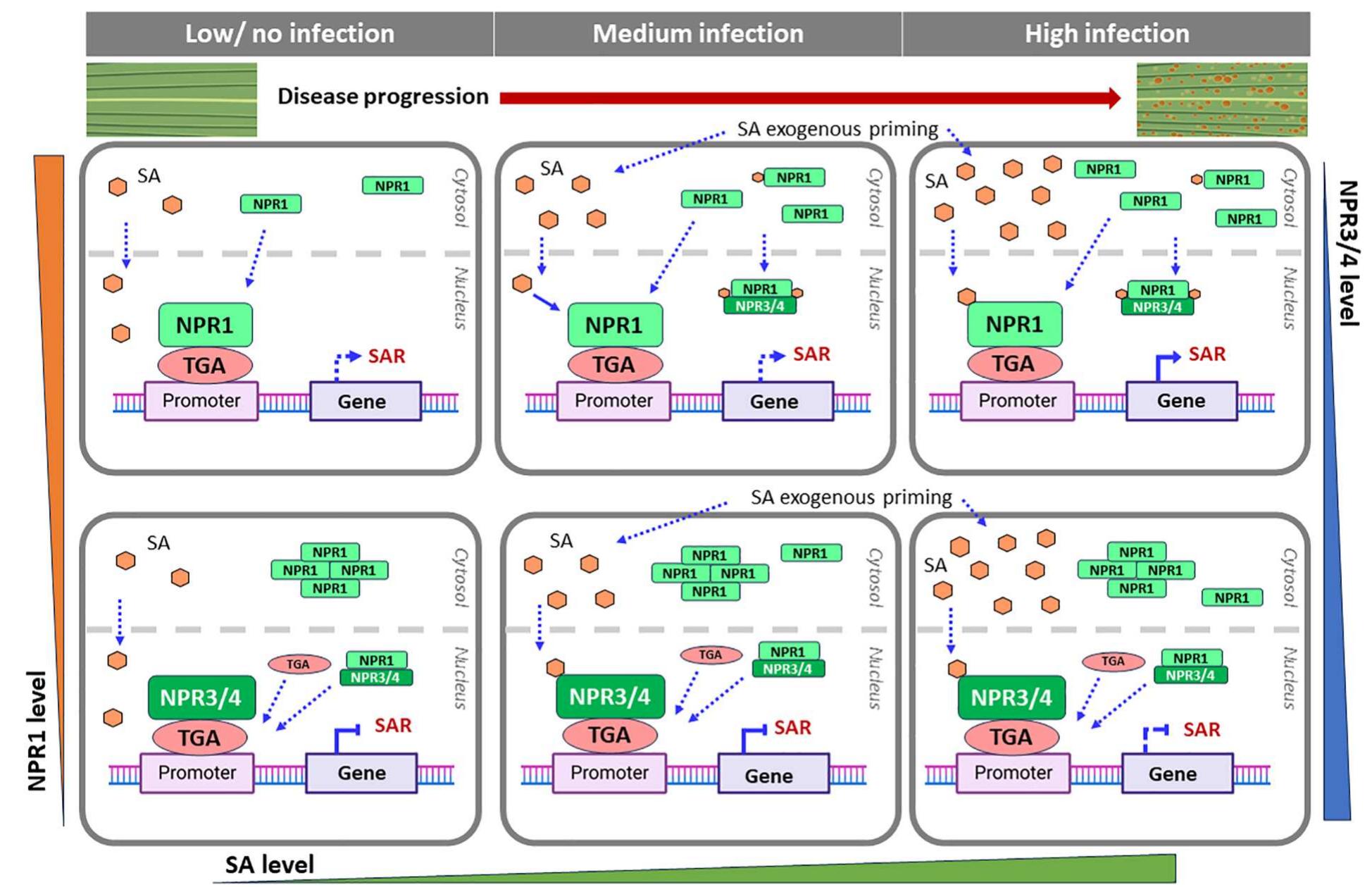The activity of npr in response to sa for plant immunity.