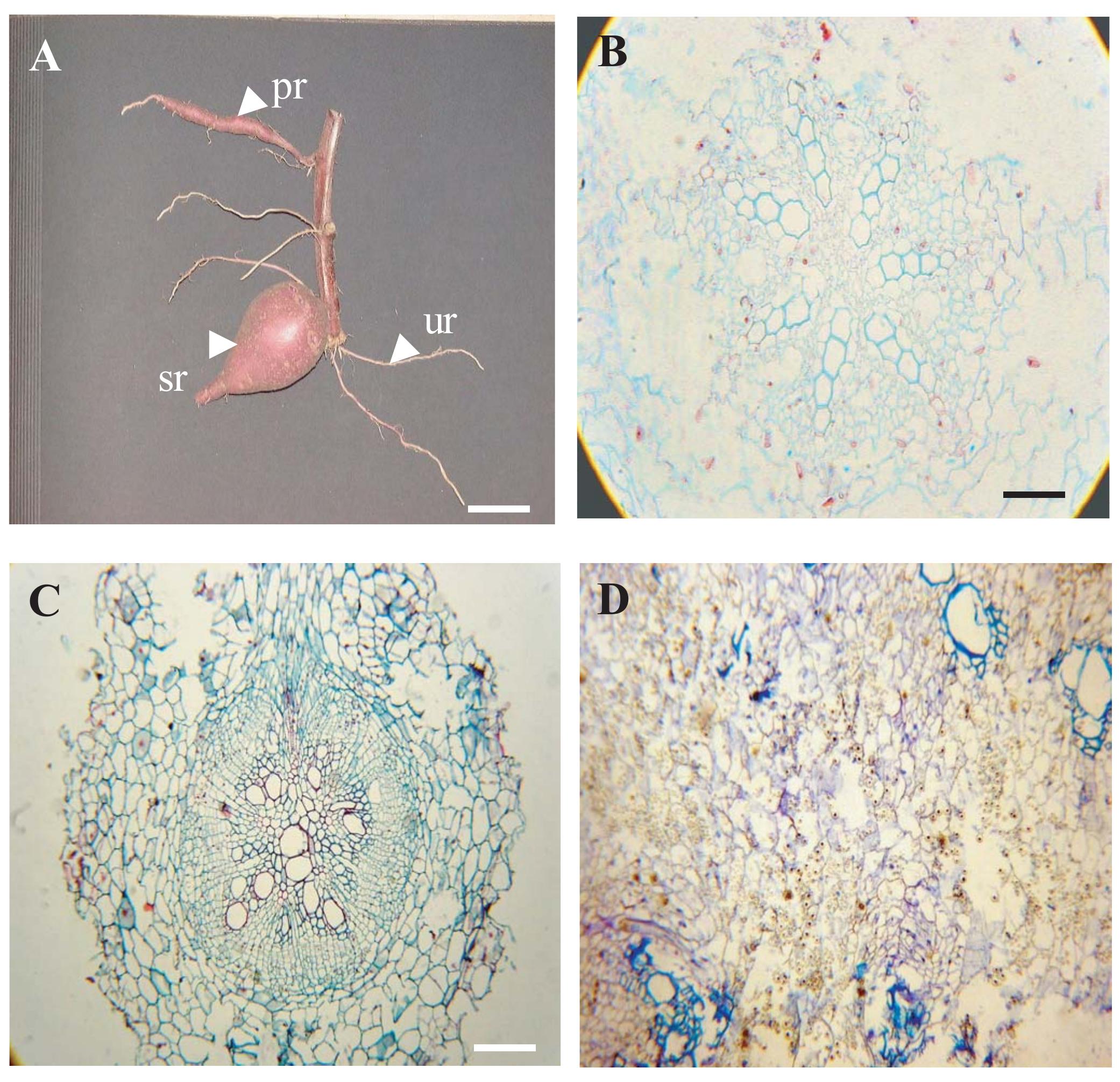 Illustration of the morphology and anatomy of the sweet