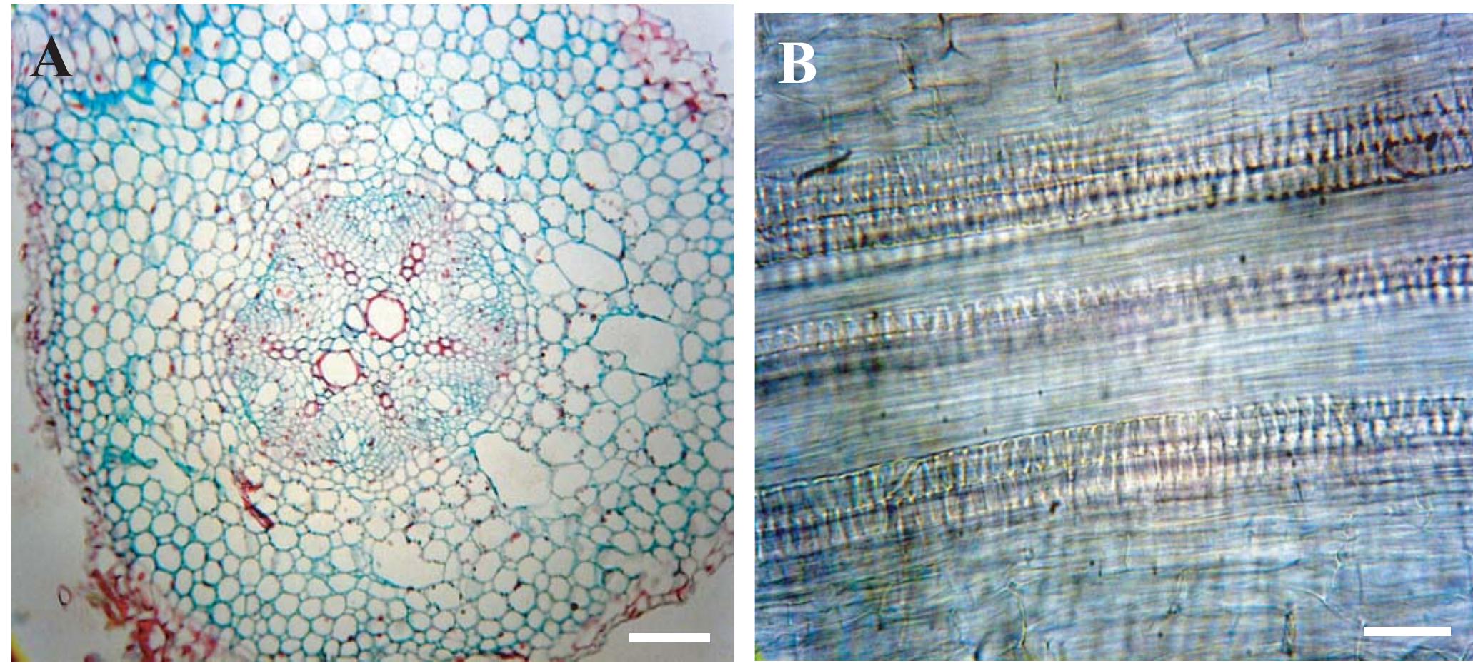Micrographs of transverse sections of a wound root and a