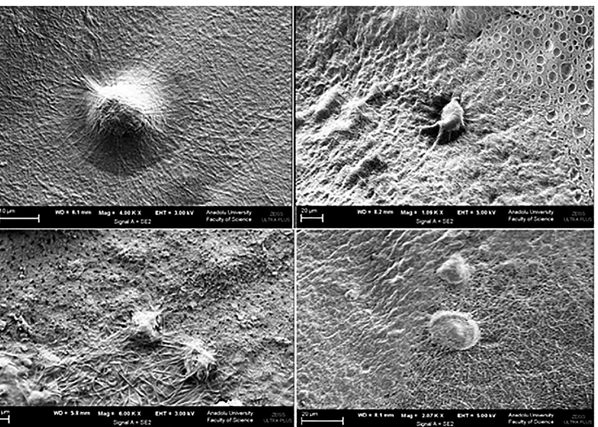 Sem image of l929 fibroblast cell attachment onto 3d-printed